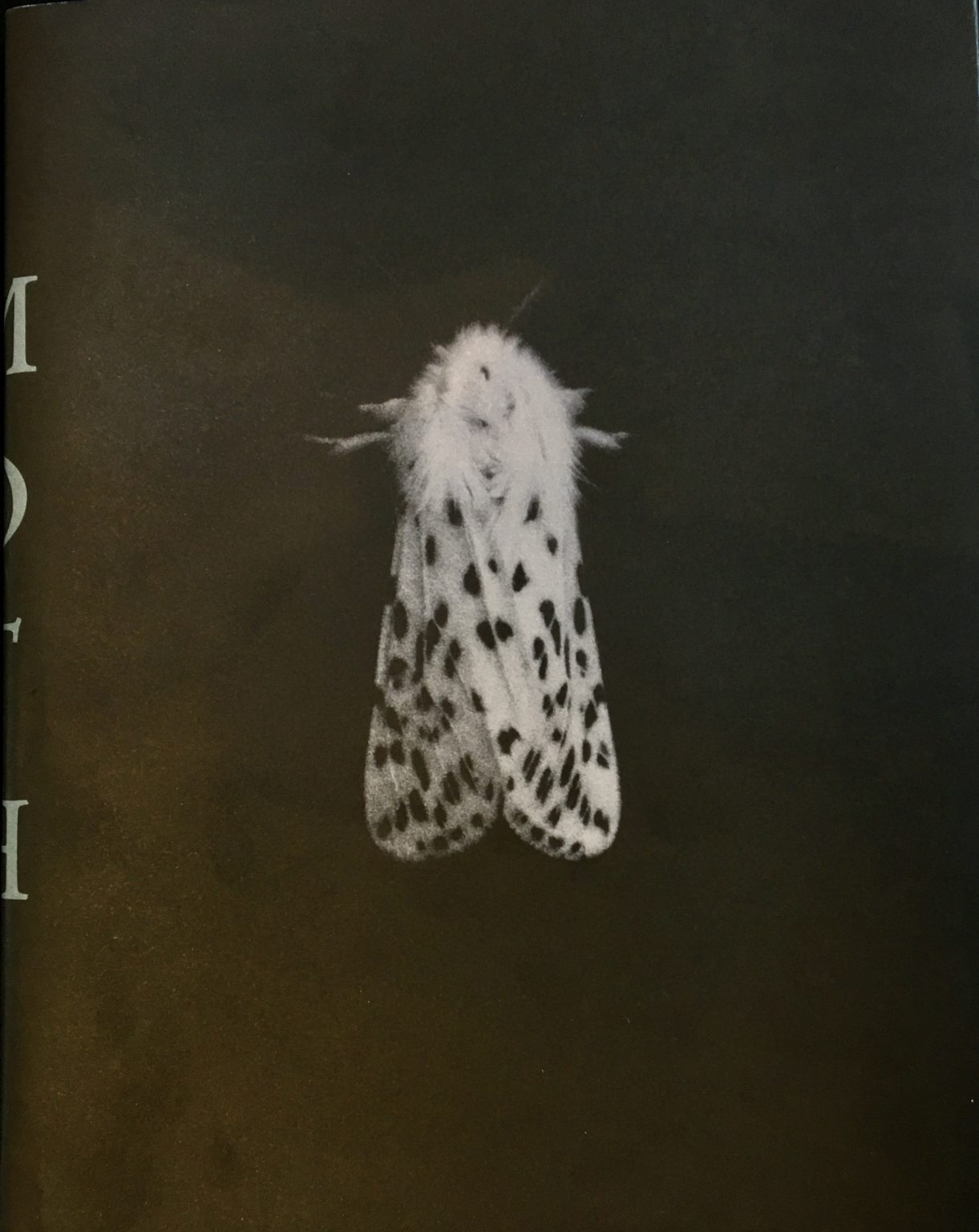 Sarah Gillespie – MOTH - Rabley Gallery