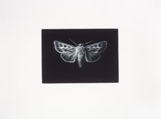 British Art Fair 2023: Sarah Gillespie - Moths and Habitats in ...
