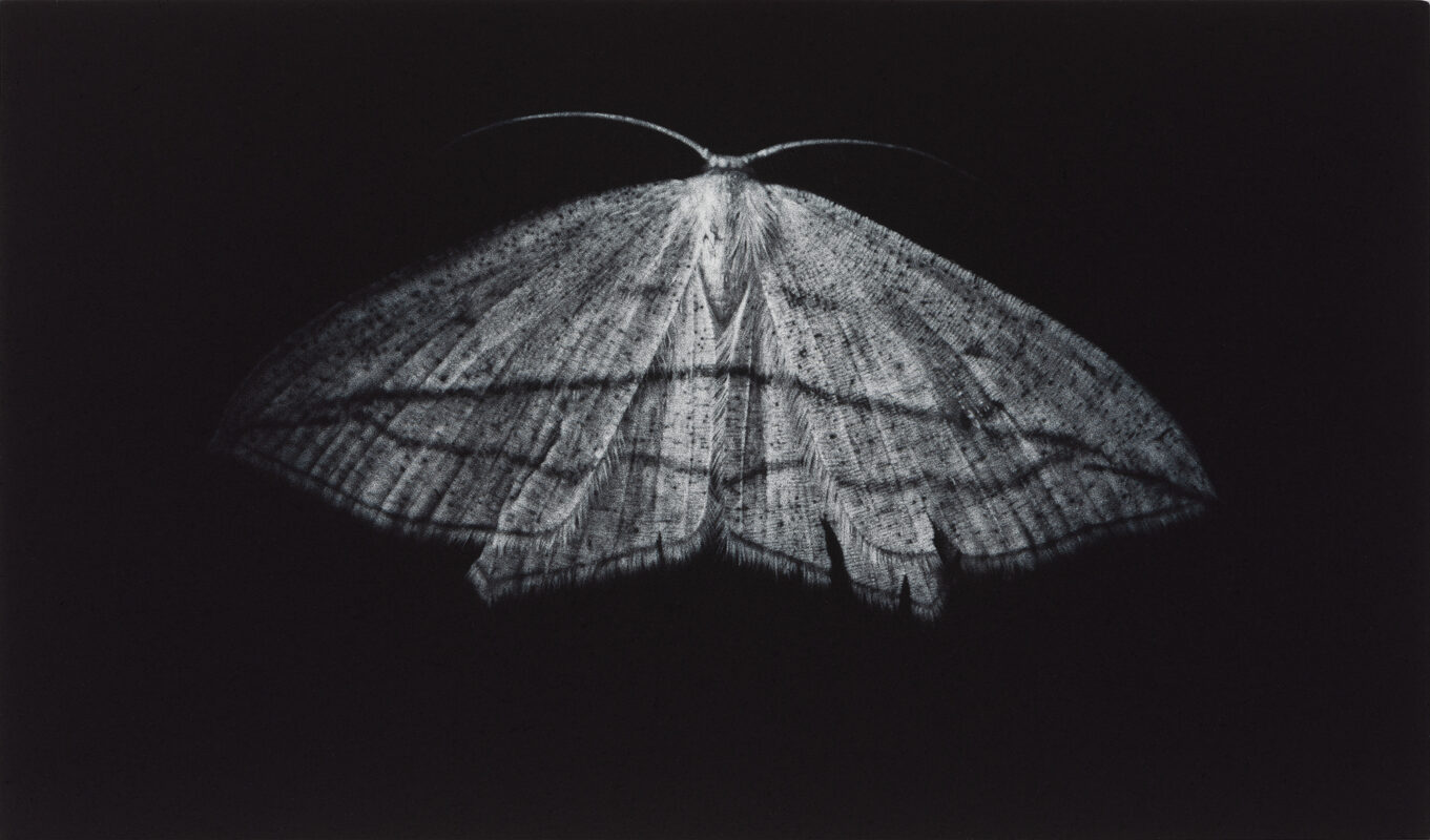 Sarah Gillespie – Blood-vein Moth - Rabley Gallery